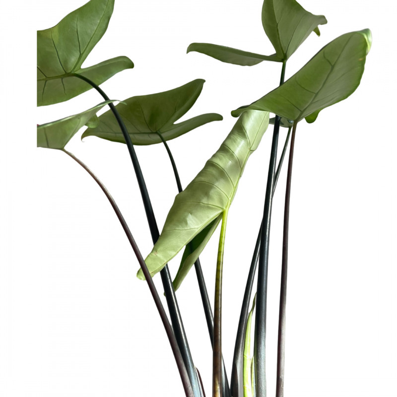 Alokazija zebrina Black stem