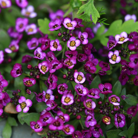 Daigas Jūrinis laibenis 'Wonderland Deep Purple'