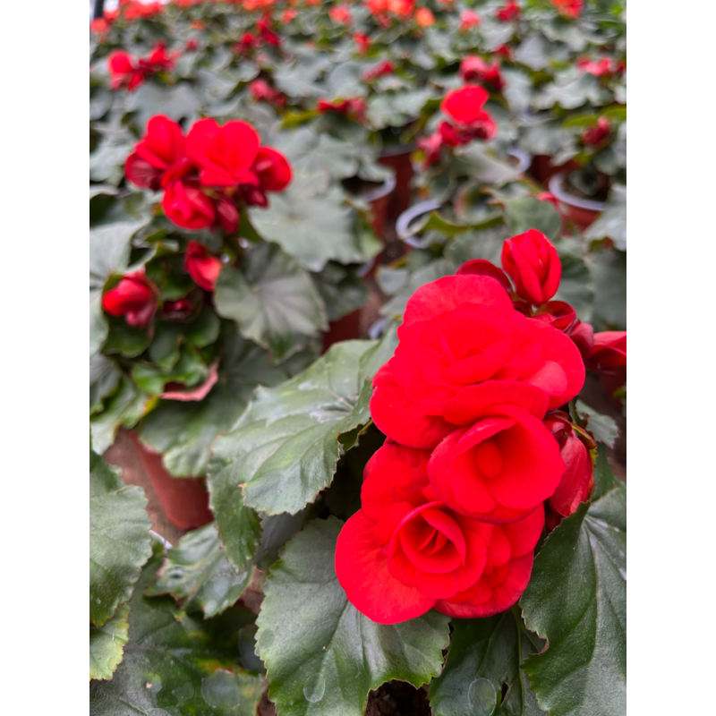 Begonija Elatior Ilona 'Veronica'