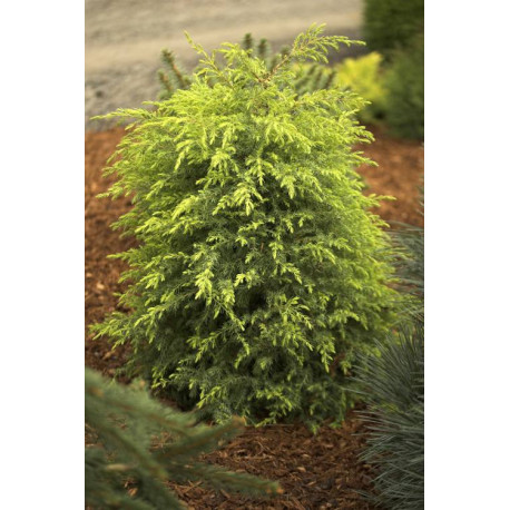 Kadagys 'Gold Cone'