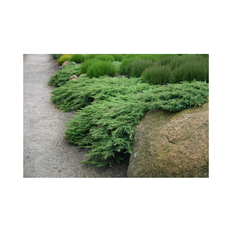 Kadagys 'Green Carpet'
