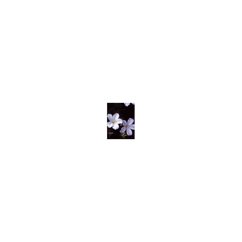 Snaputis 'Album'