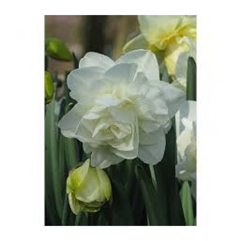 Narcizai pilnaviduriai ( lot. Narcissus) Obdam, 50 vnt vazone., 2025 m ...