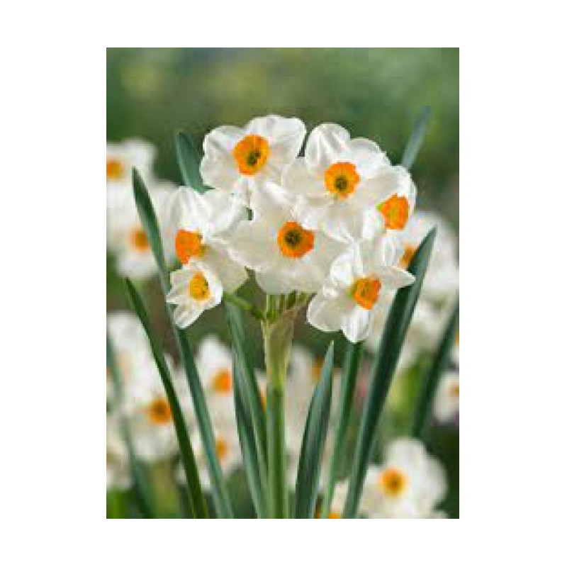 Narcizai daugiažiedžiai ( lot. Narcissus) Geranium, 50 vnt vazone