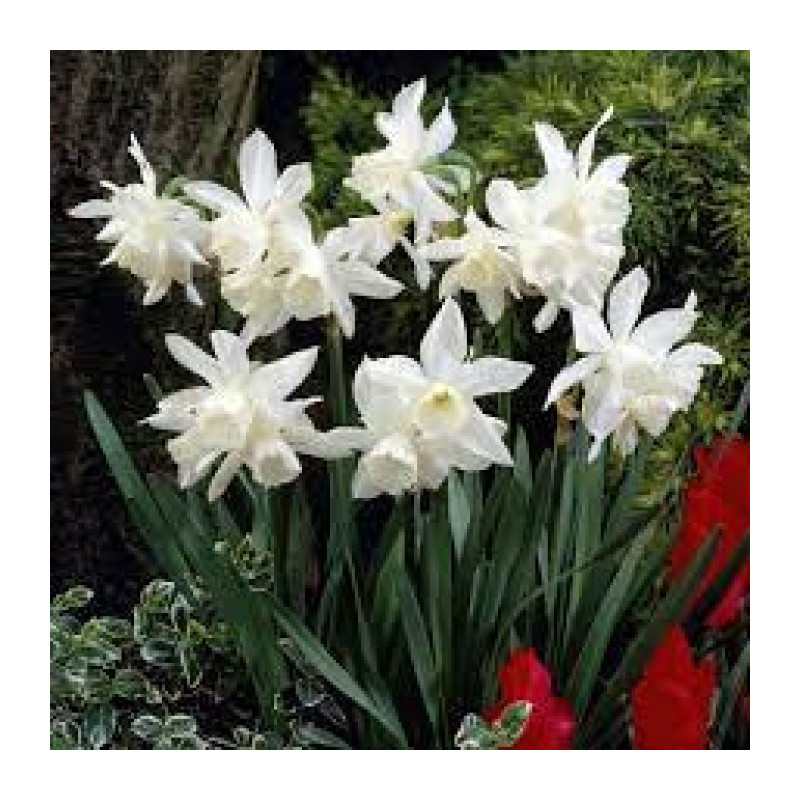 Narcizai ( lot. Narcissus) Thalia,50 vnt vazone.,
