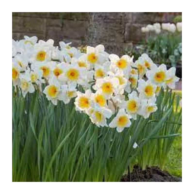 Narcizai ( lot. Narcissus) Ice Follies, 50 vnt vazone, 2025 m. ruduo