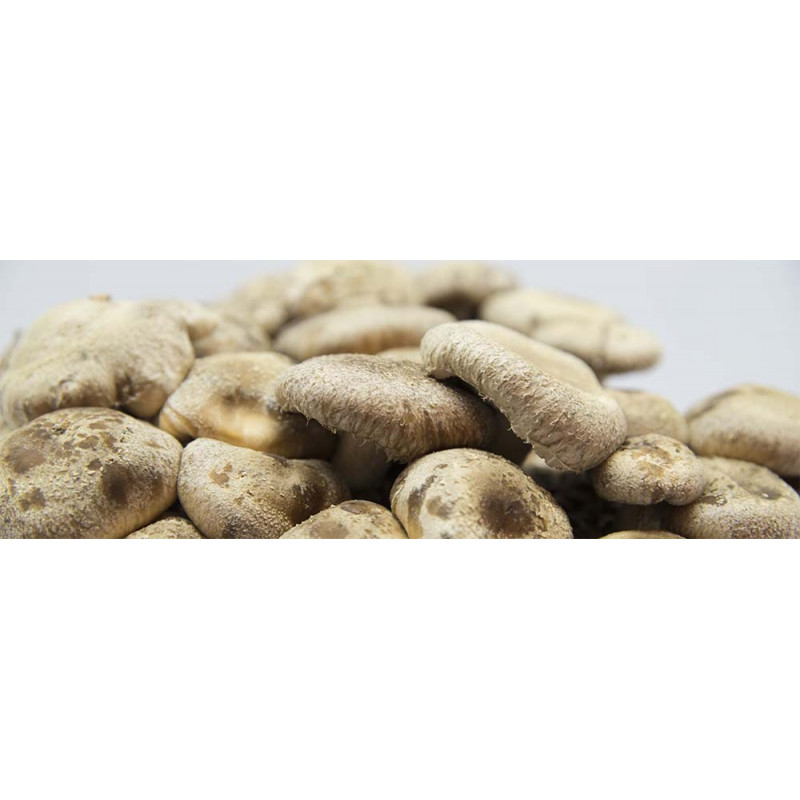 Šitake shiitake grybų auginimo rinkinys