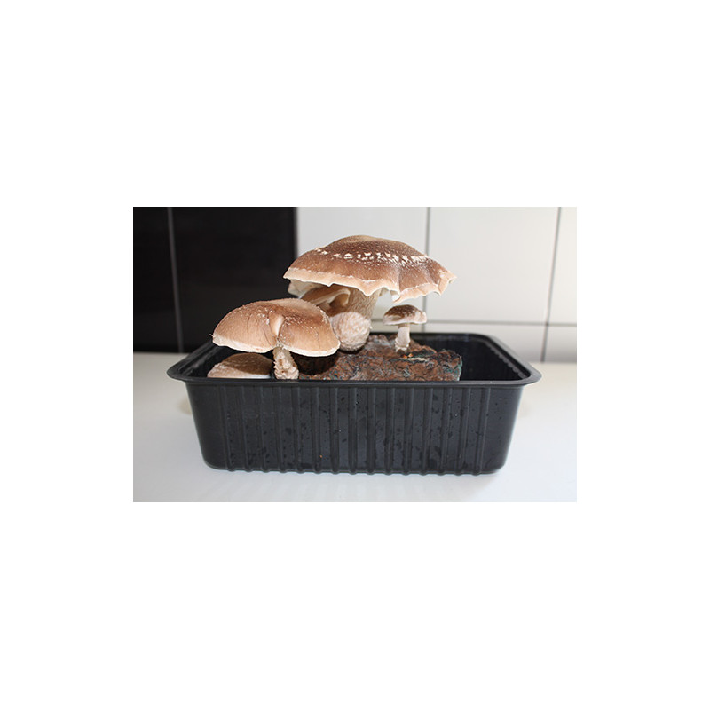 Šitake shiitake grybų auginimo rinkinys