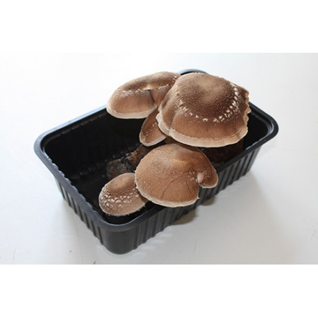 Šitake shiitake grybų auginimo rinkinys