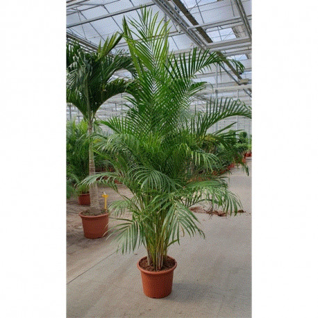 Vidaus gėlė 40Ø 230cm
