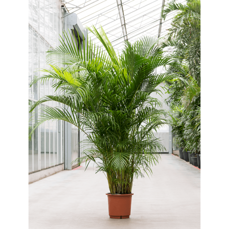 Vidaus gėlė 30Ø 220cm