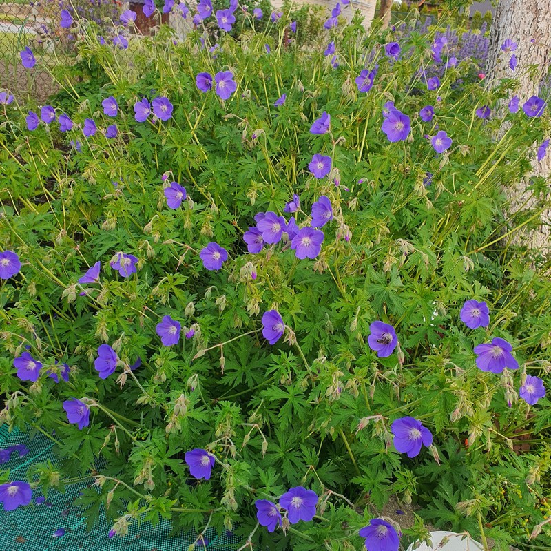 Snaputis 'BROOKSIDE'