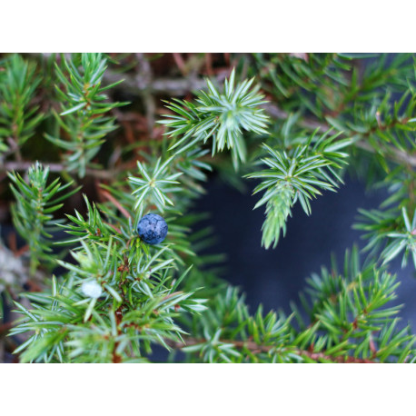 Pajūrinis kadagys 'Blue Pacific'