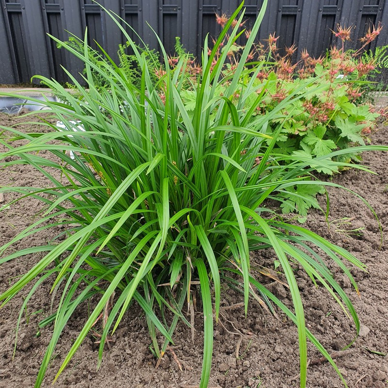 Viksva 'IRISH GREEN'