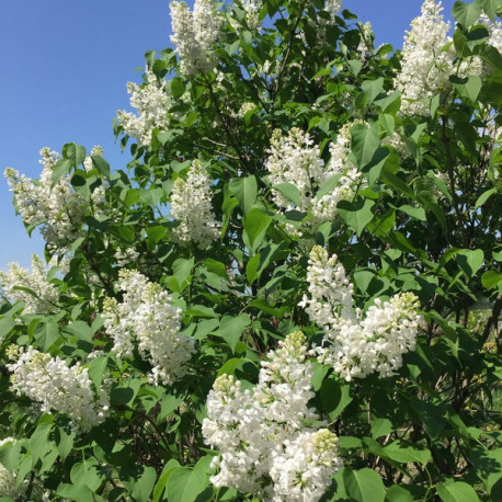Alyva paprastoji 'Alba'