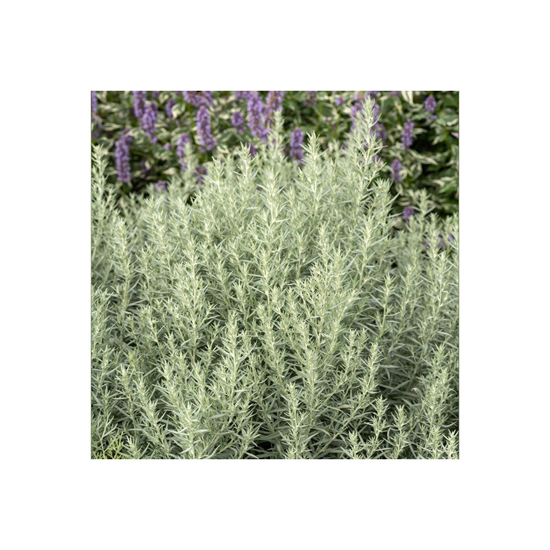 Baltasis kietis ‘Silver Queen’