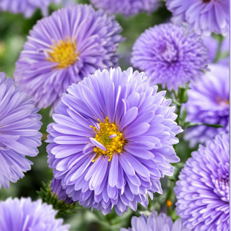 Virgininis astras ‘Marie Ballard’