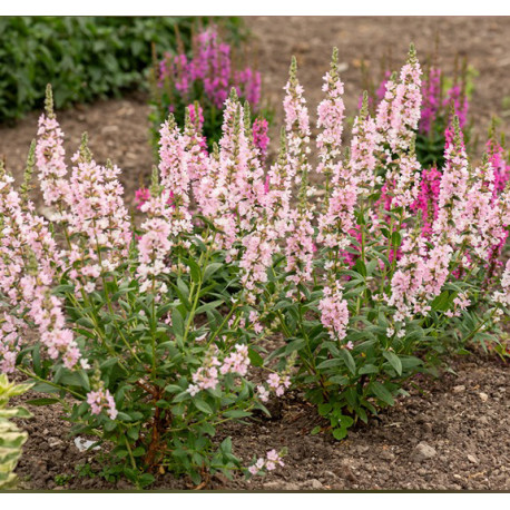 Paprastoji raudoklė ‘Blush’