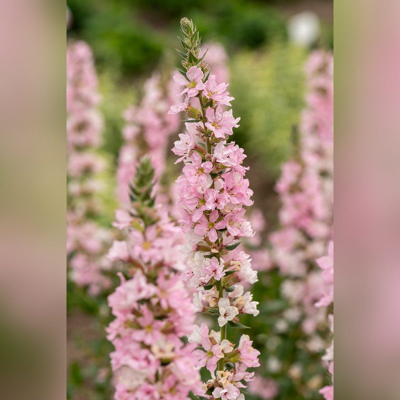 Paprastoji raudoklė ‘Blush’