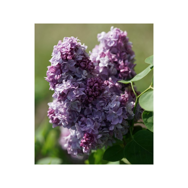 Alyva paprastoji 'Katherine Havemeyer'