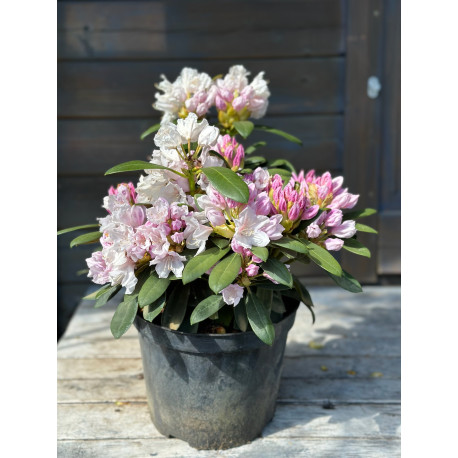 Rododendras Jakušimaninis 'Schneekrone'