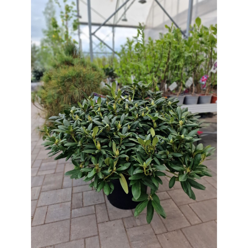 Rododendras