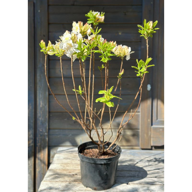 Azalija 'Oxydol'