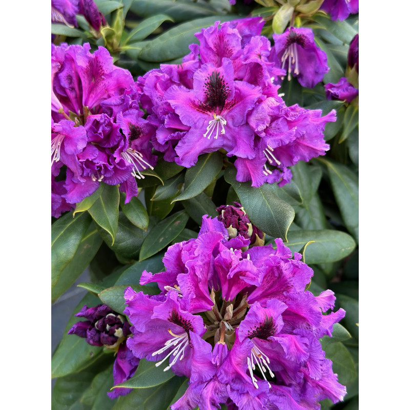 Rododendras 'Rasputin'
