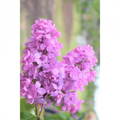 Alyva paprastoji 'Peerless Pink'