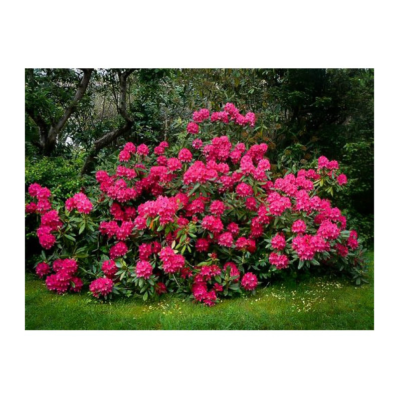Rododendras Nowa Zembla, 20 l