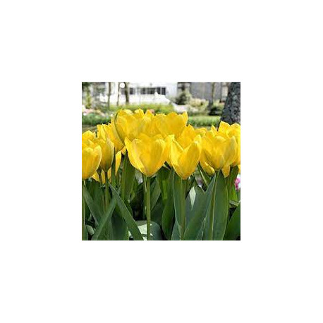 Tulpės Yellow Purissima, 5 vnt vazone.