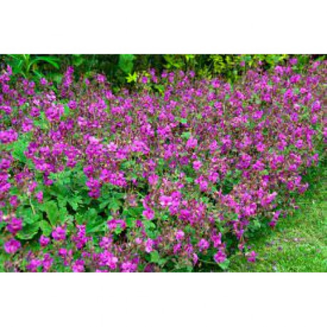 Snaputis stambiašaknis Bevan's Variety
