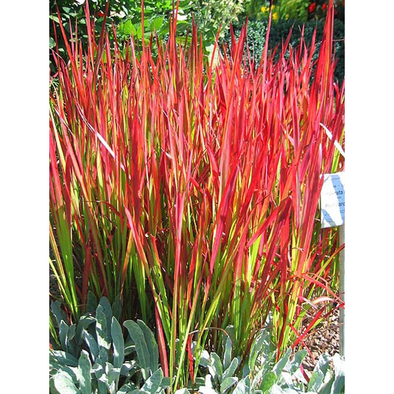 Imperata 'Red Baron'