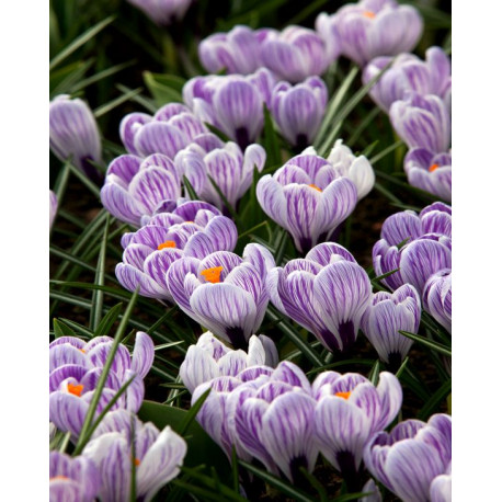 ]Krokai (lot. Crocus vernus) King of the striped, 1000 vnt.