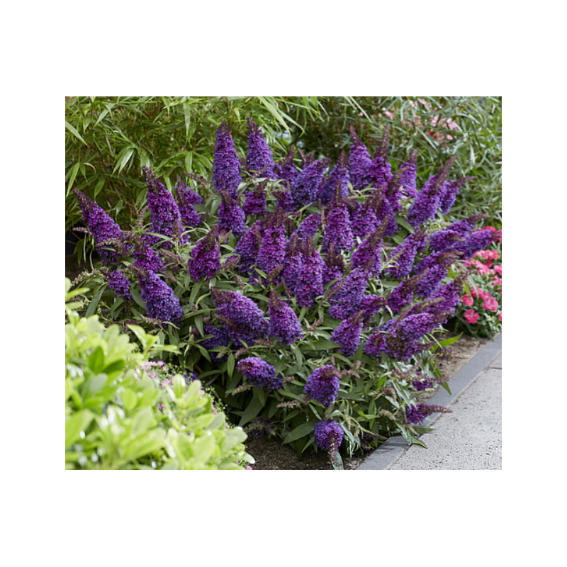 Budlėja 'Butterfly Candy Little Purple'