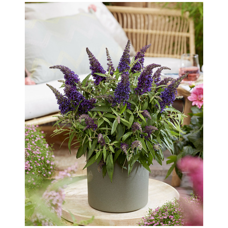 Budlėja 'Butterfly Candy Little Purple'