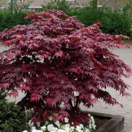 Klevas plaštakinis 'Atropurpureum'