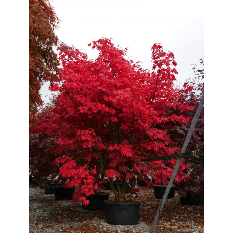 Klevas plaštakinis 'Atropurpureum'