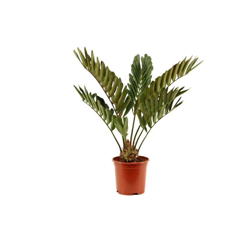Zamia integrifolia 70cm