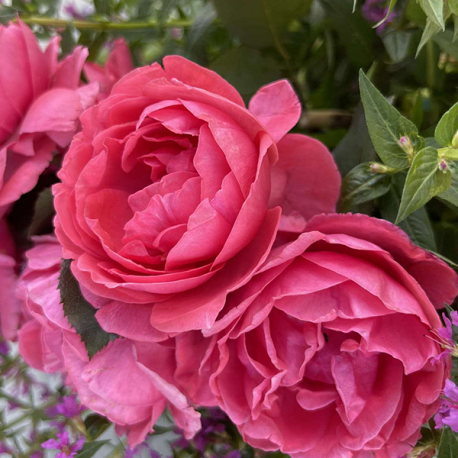 Rožė ‘Marie-José Gartenprinzessin’