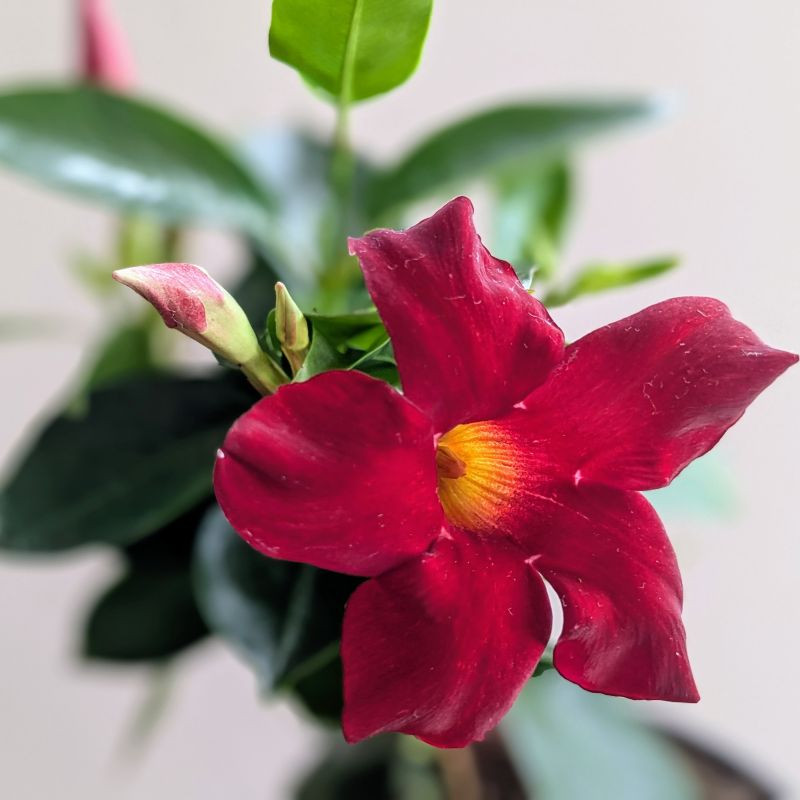 Sundavilė (mandevilė) RED