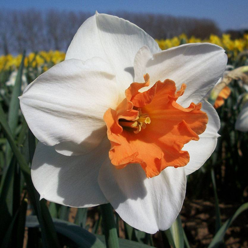 Narcizas 'Gentle Giant' 25 vnt.