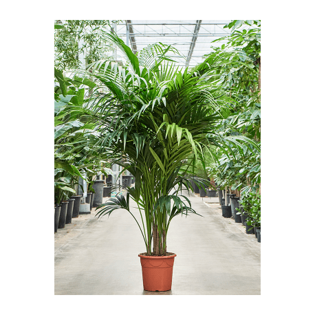 Howea forsteriana aka Kentia Palm 34Ø 240cm