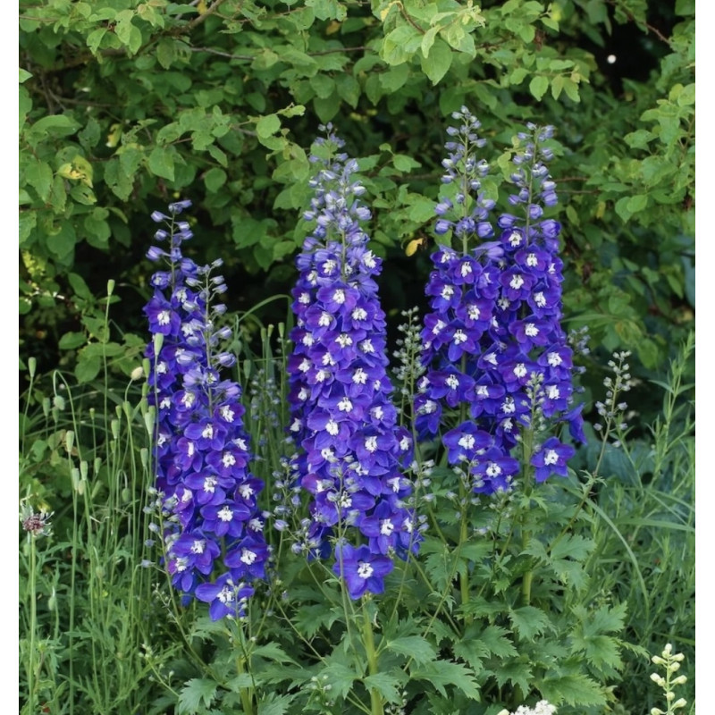 Pentinius 'Blue Fabulosa‘