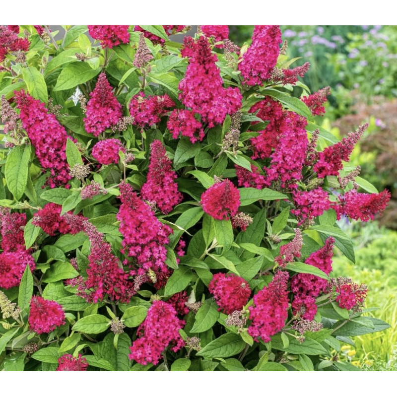 Budlėja ‘Butterfly Candy Ruby’