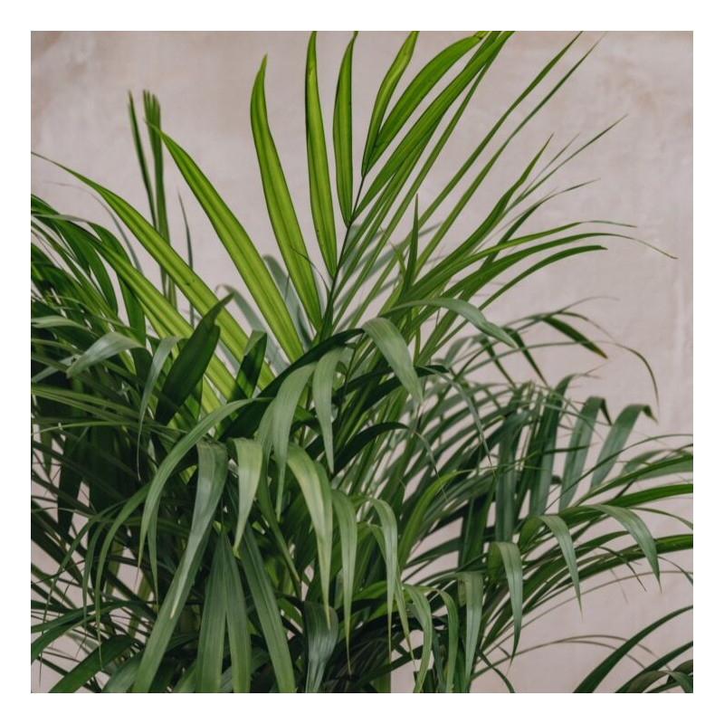 Kambarinis augalas palmė dipsis gelsvasis H135cm