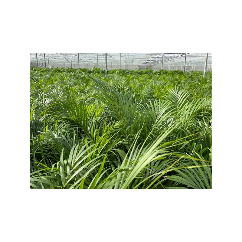 Kambarinis augalas palmė dipsis gelsvasis H135cm