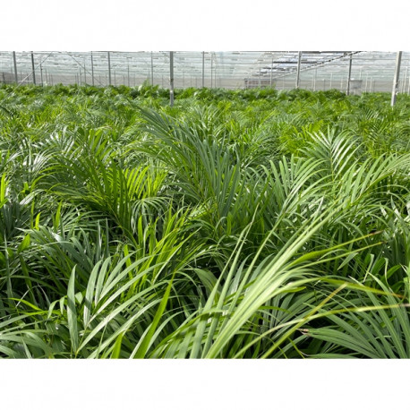 Kambarinis augalas palmė dipsis gelsvasis H135cm