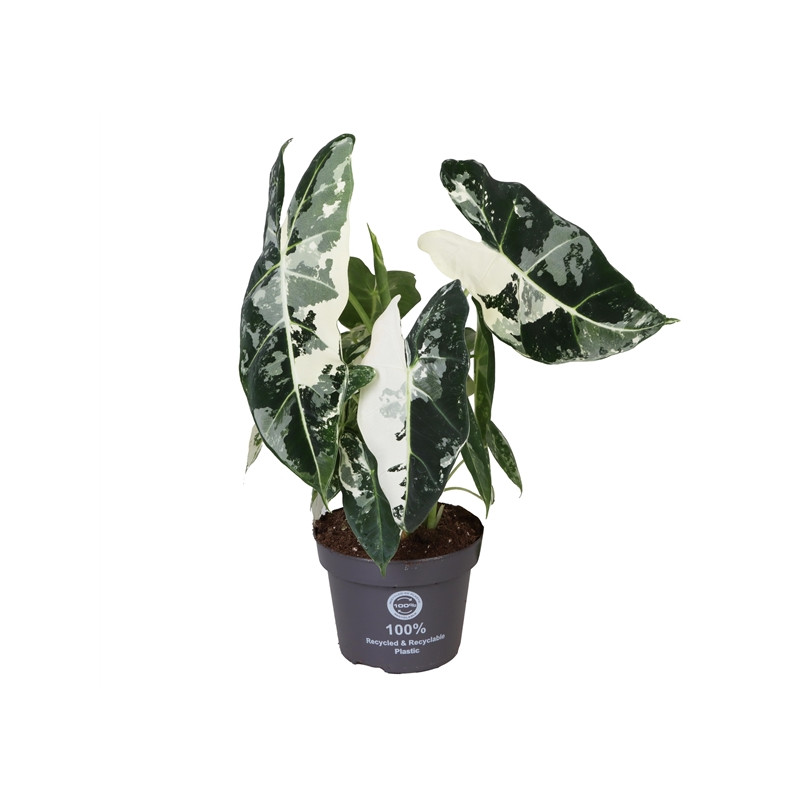 Alokazija Frydek Variegata