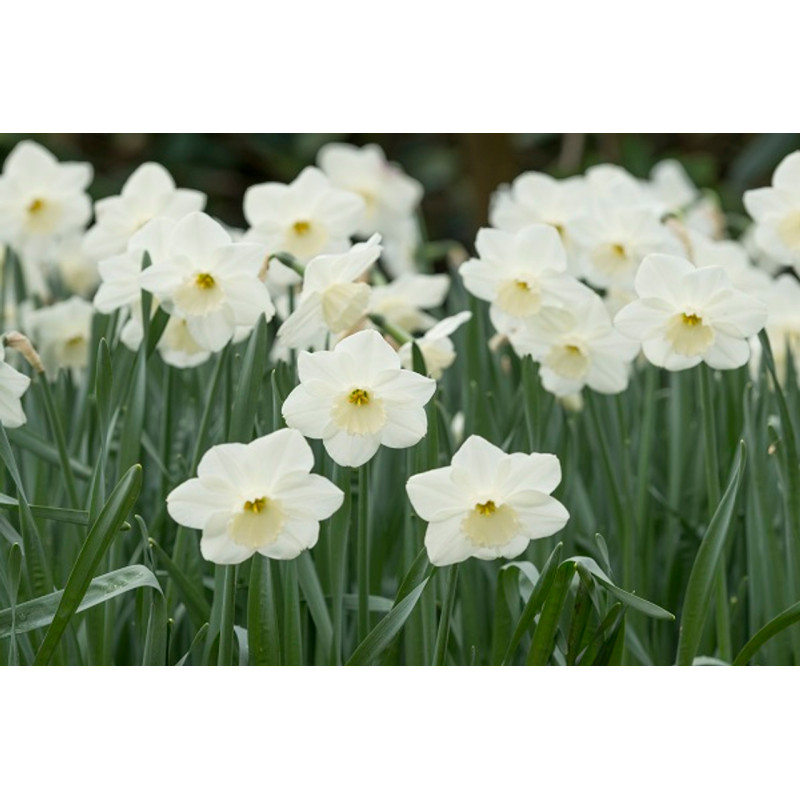 Narcizai daugiažiedžiai ( lot. Narcissus) Stainless, 50 vnt vazone,,